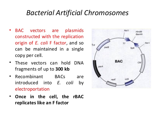 Bac Vector At Collection Of Bac Vector Free For