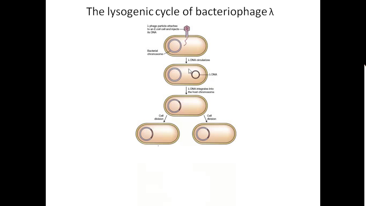 Bacteriophage Vector At Collection Of Bacteriophage Vector Free For Personal Use