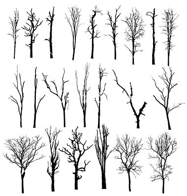 Bare Tree Vector at Vectorified.com | Collection of Bare Tree Vector free for personal use