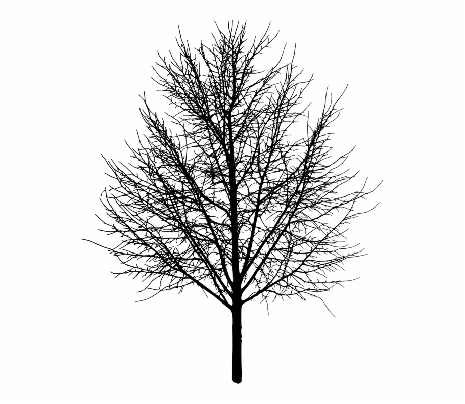 Bare Tree Vector at Vectorified.com | Collection of Bare Tree Vector free for personal use