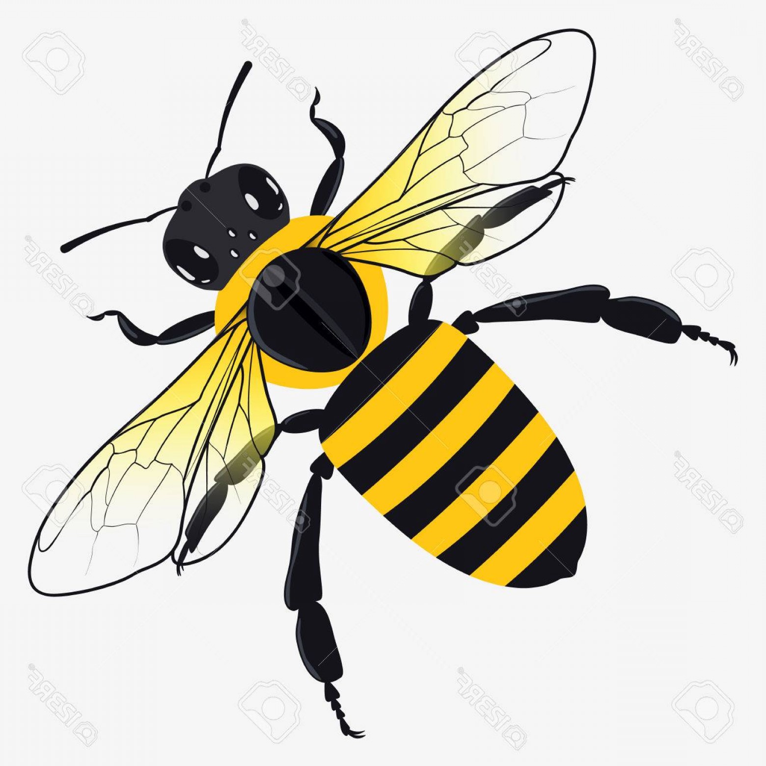 Bee Vector at Vectorified.com | Collection of Bee Vector free for ... Bee Vector at Vectorified.com | Collection of Bee Vector free for ...