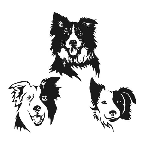 Border Collie Vector At Collection Of Border Collie
