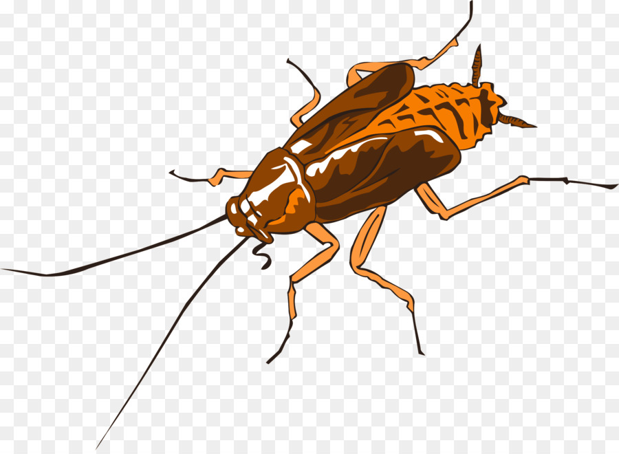 Cockroach Vector At Collection Of Cockroach Vector Free For Personal Use