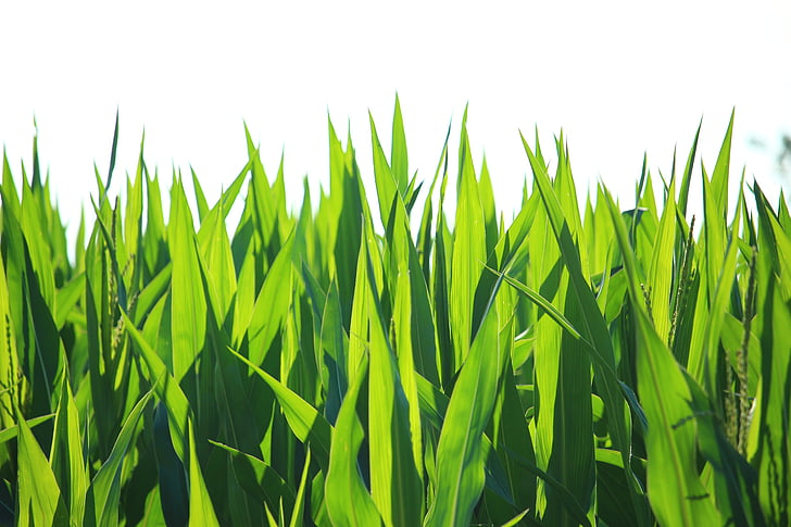 Corn Field Vector at Vectorified.com | Collection of Corn Field Vector ... Corn Field Vector at Vectorified.com | Collection of Corn Field Vector ...