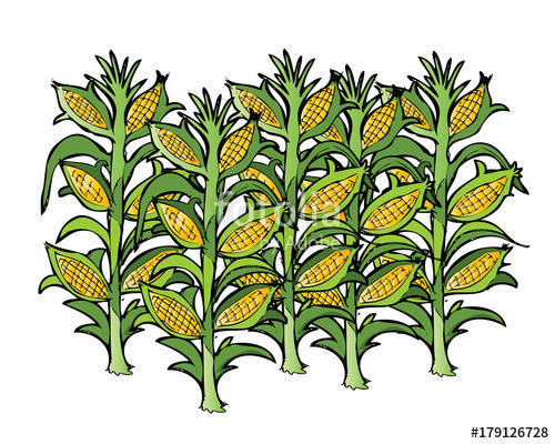 Corn Field Vector at Vectorified.com | Collection of Corn Field Vector ... Corn Field Vector at Vectorified.com | Collection of Corn Field Vector ...