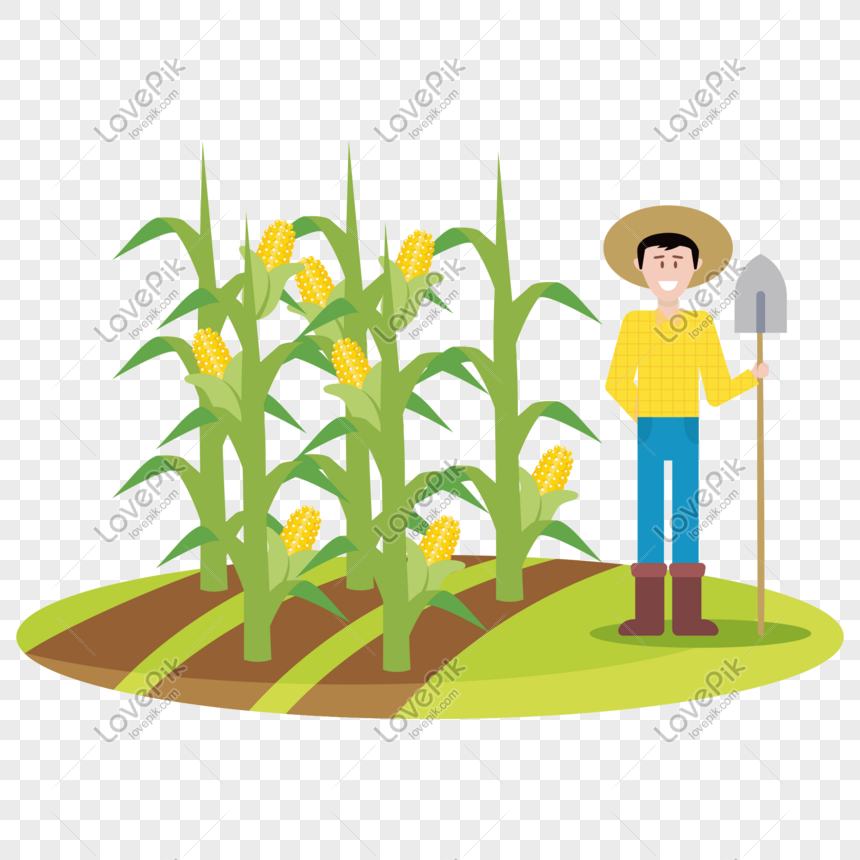 Corn Field Vector at Vectorified.com | Collection of Corn Field Vector ... Corn Field Vector at Vectorified.com | Collection of Corn Field Vector ...