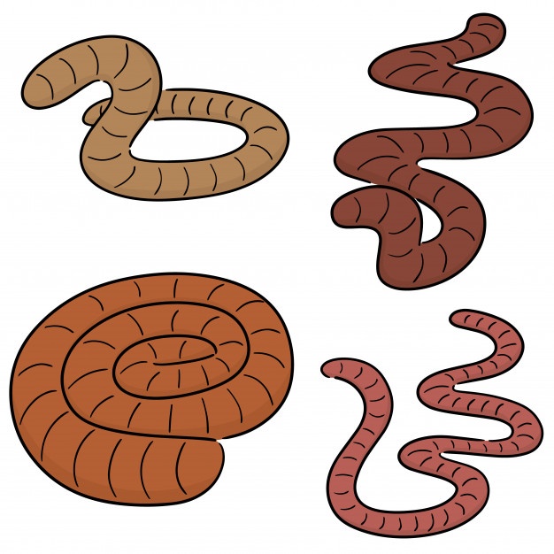 Earthworm Vector At Collection Of Earthworm Vector Free For Personal Use
