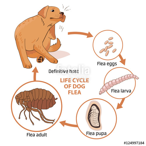 Flea Vector at Vectorified.com | Collection of Flea Vector free for ... Flea Vector at Vectorified.com | Collection of Flea Vector free for ...