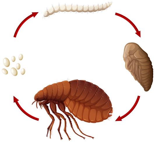 Flea Vector at Vectorified.com | Collection of Flea Vector free for ... Flea Vector at Vectorified.com | Collection of Flea Vector free for ...
