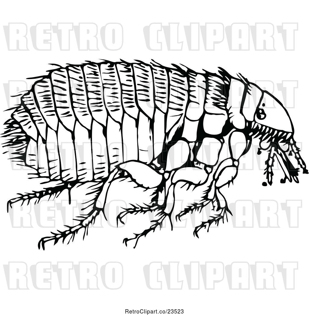 Flea Vector at Vectorified.com | Collection of Flea Vector free for ... Flea Vector at Vectorified.com | Collection of Flea Vector free for ...