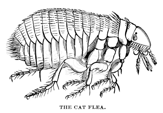 Flea Vector at Vectorified.com | Collection of Flea Vector free for ... Flea Vector at Vectorified.com | Collection of Flea Vector free for ...