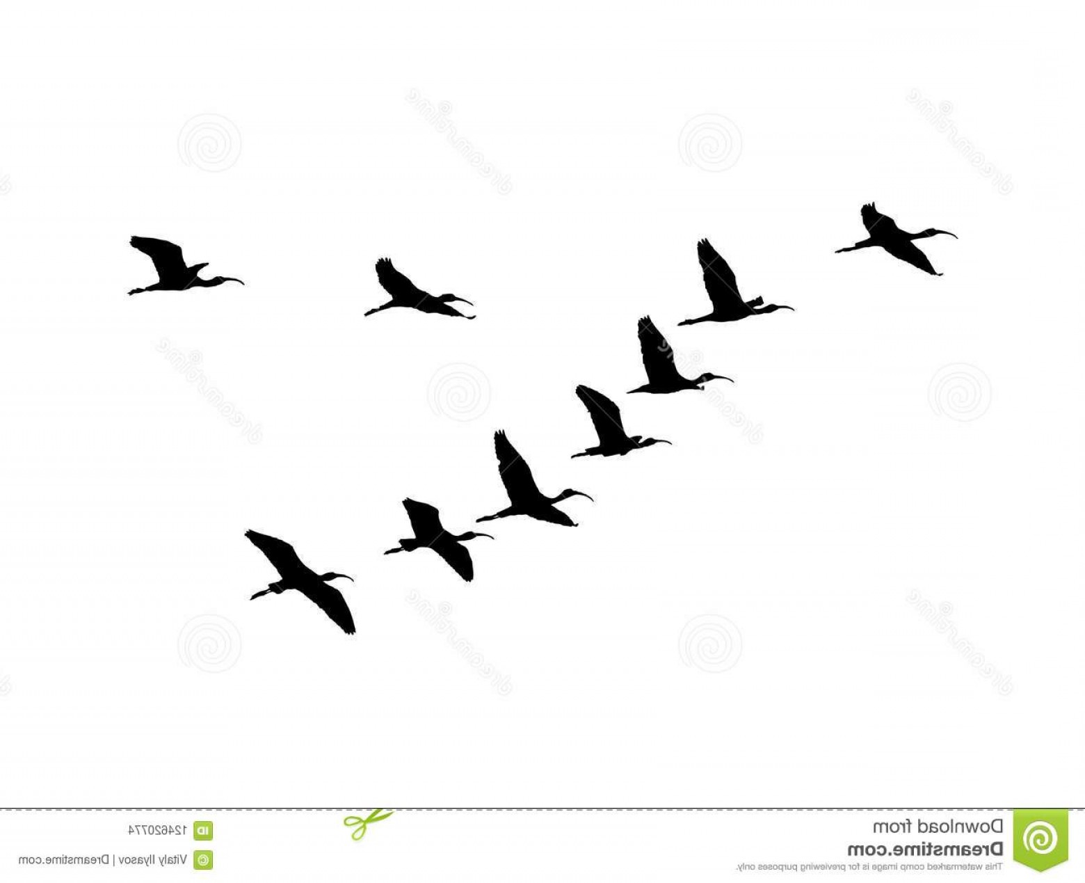 Flock Of Birds Vector at Vectorified.com | Collection of Flock Of Birds ... Flock Of Birds Vector at Vectorified.com | Collection of Flock Of Birds ...