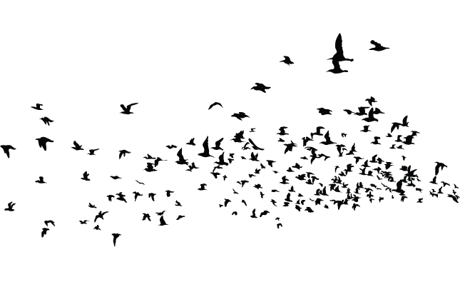 Flock Of Birds Vector at Vectorified.com | Collection of Flock Of Birds ... Flock Of Birds Vector at Vectorified.com | Collection of Flock Of Birds ...