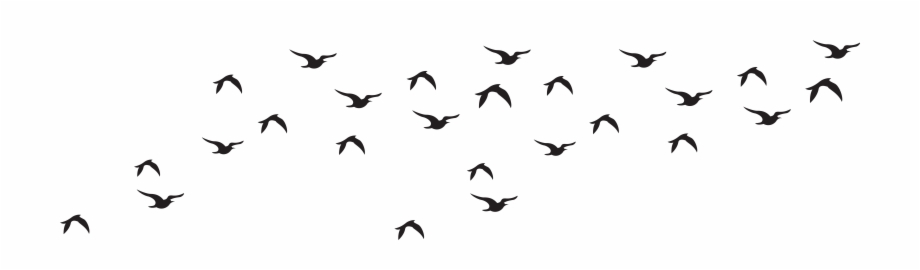 Flock Of Birds Vector at Vectorified.com | Collection of Flock Of Birds ... Flock Of Birds Vector at Vectorified.com | Collection of Flock Of Birds ...