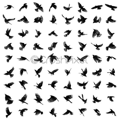 Flock Of Birds Vector at Vectorified.com | Collection of Flock Of Birds ... Flock Of Birds Vector at Vectorified.com | Collection of Flock Of Birds ...
