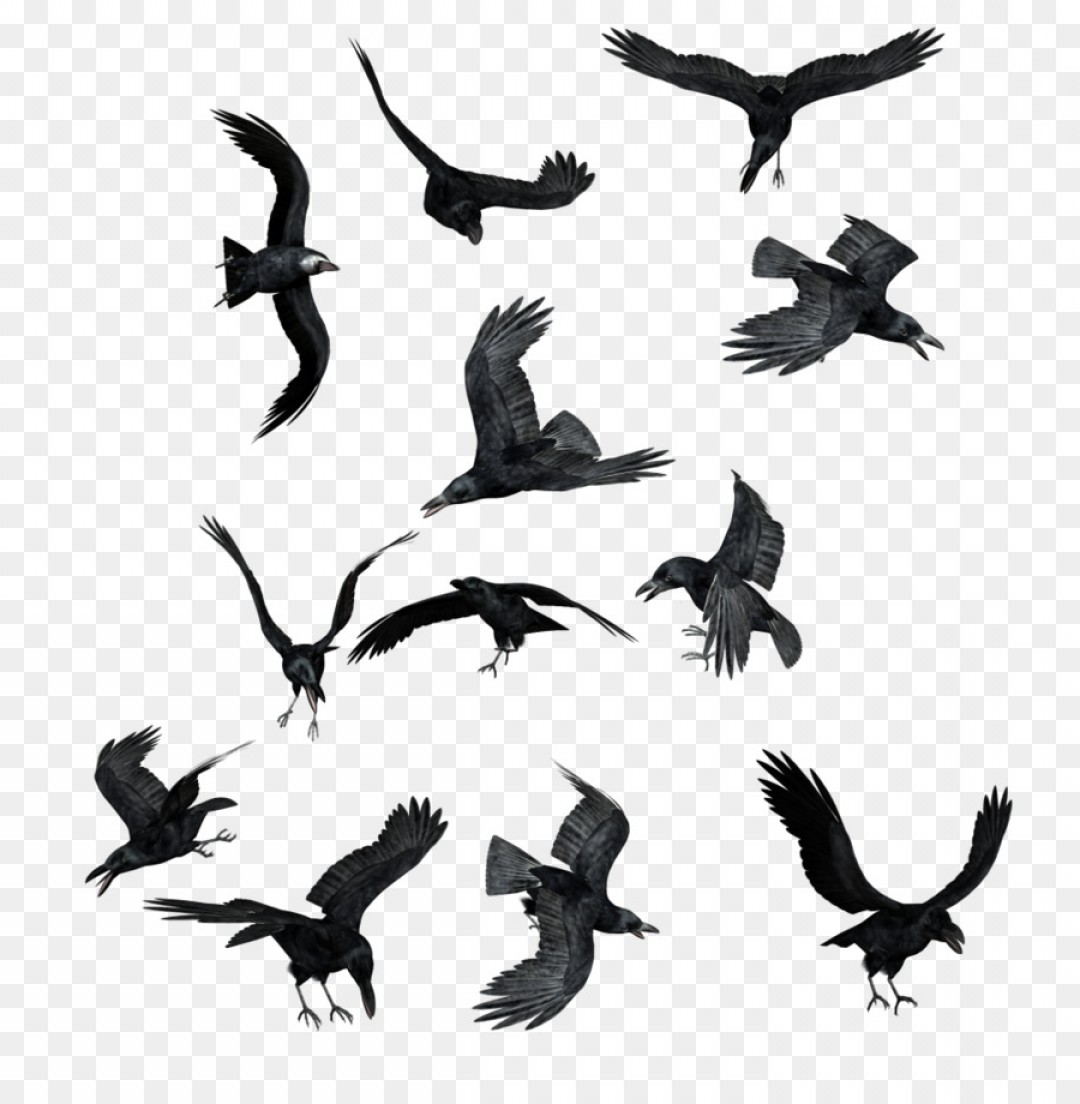 Flock Of Birds Vector at Vectorified.com | Collection of Flock Of Birds ... Flock Of Birds Vector at Vectorified.com | Collection of Flock Of Birds ...