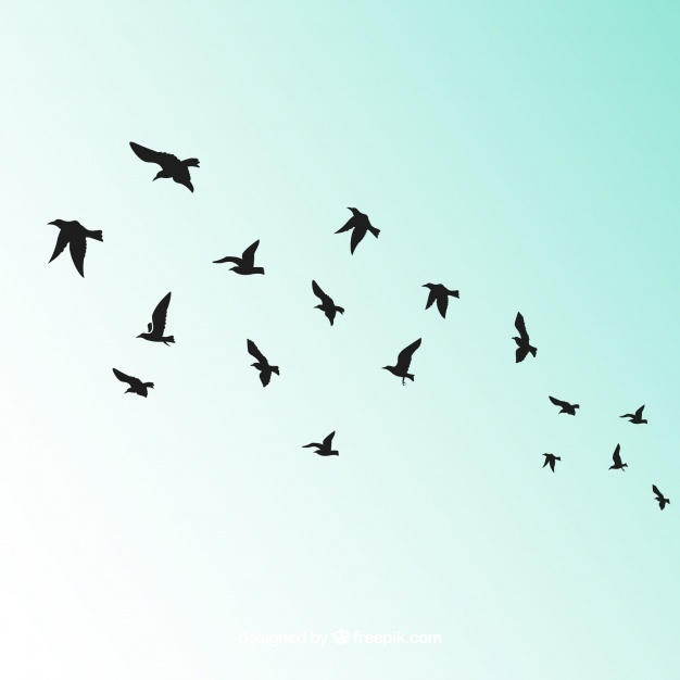Flock Of Birds Vector at Vectorified.com | Collection of Flock Of Birds ... Flock Of Birds Vector at Vectorified.com | Collection of Flock Of Birds ...