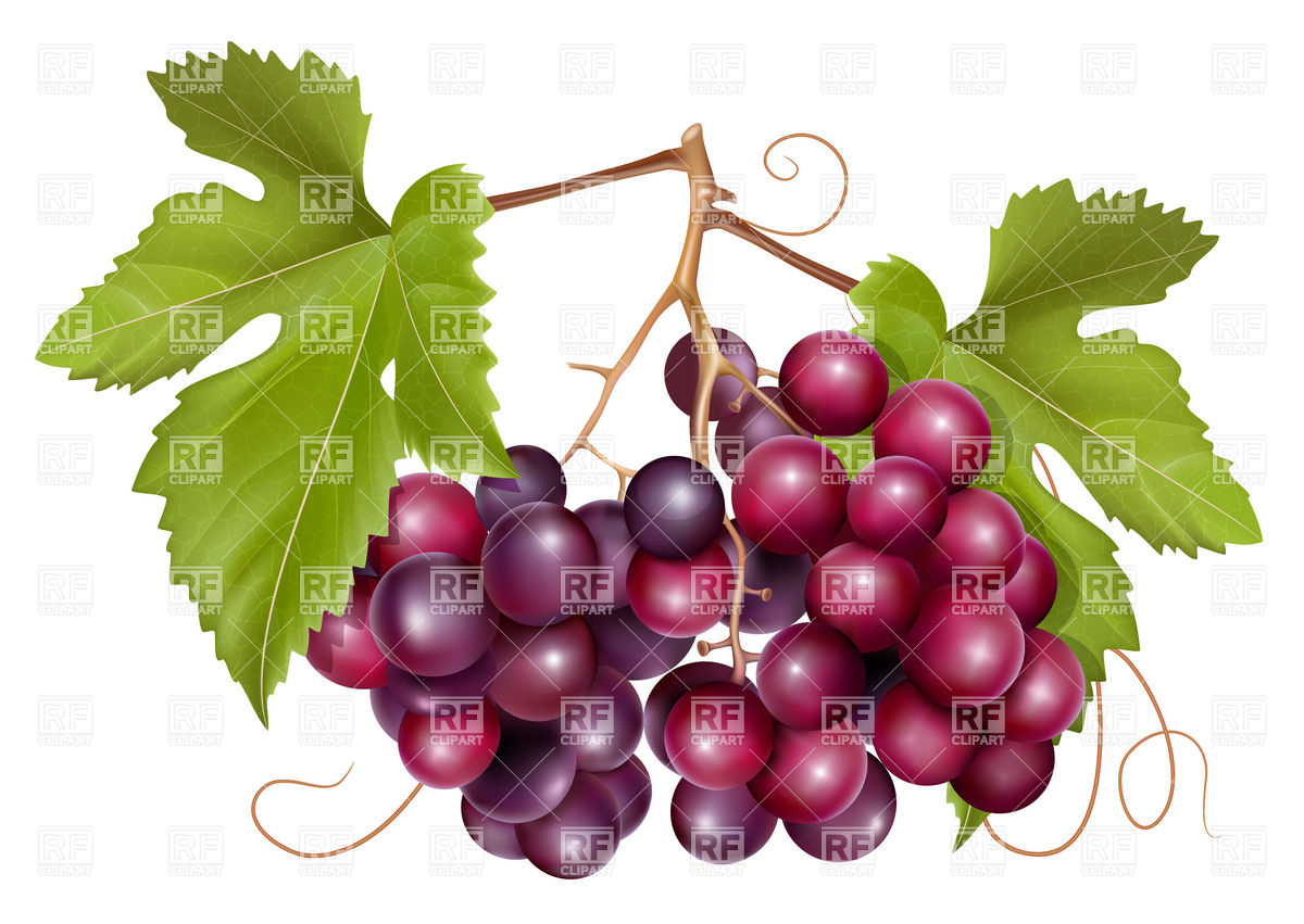 Grape Cluster Vector at Vectorified.com | Collection of Grape Cluster ... Grape Cluster Vector at Vectorified.com | Collection of Grape Cluster ...
