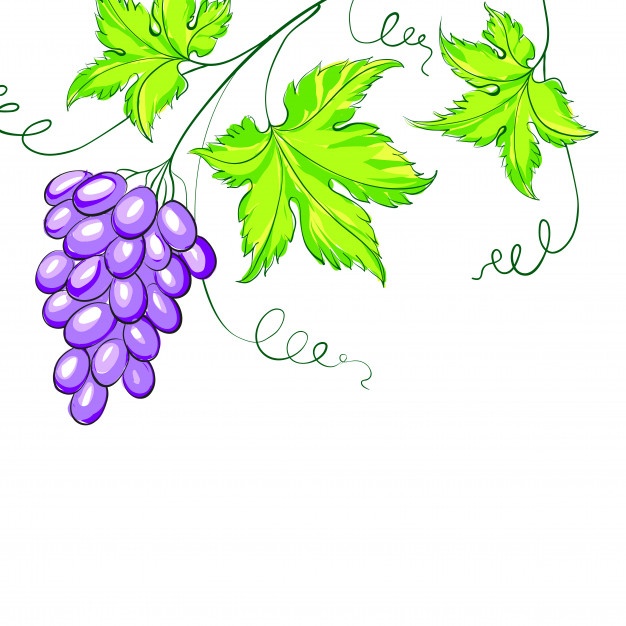 Grape Vine Vector Free at Vectorified.com | Collection of Grape Vine ... Grape Vine Vector Free at Vectorified.com | Collection of Grape Vine ...