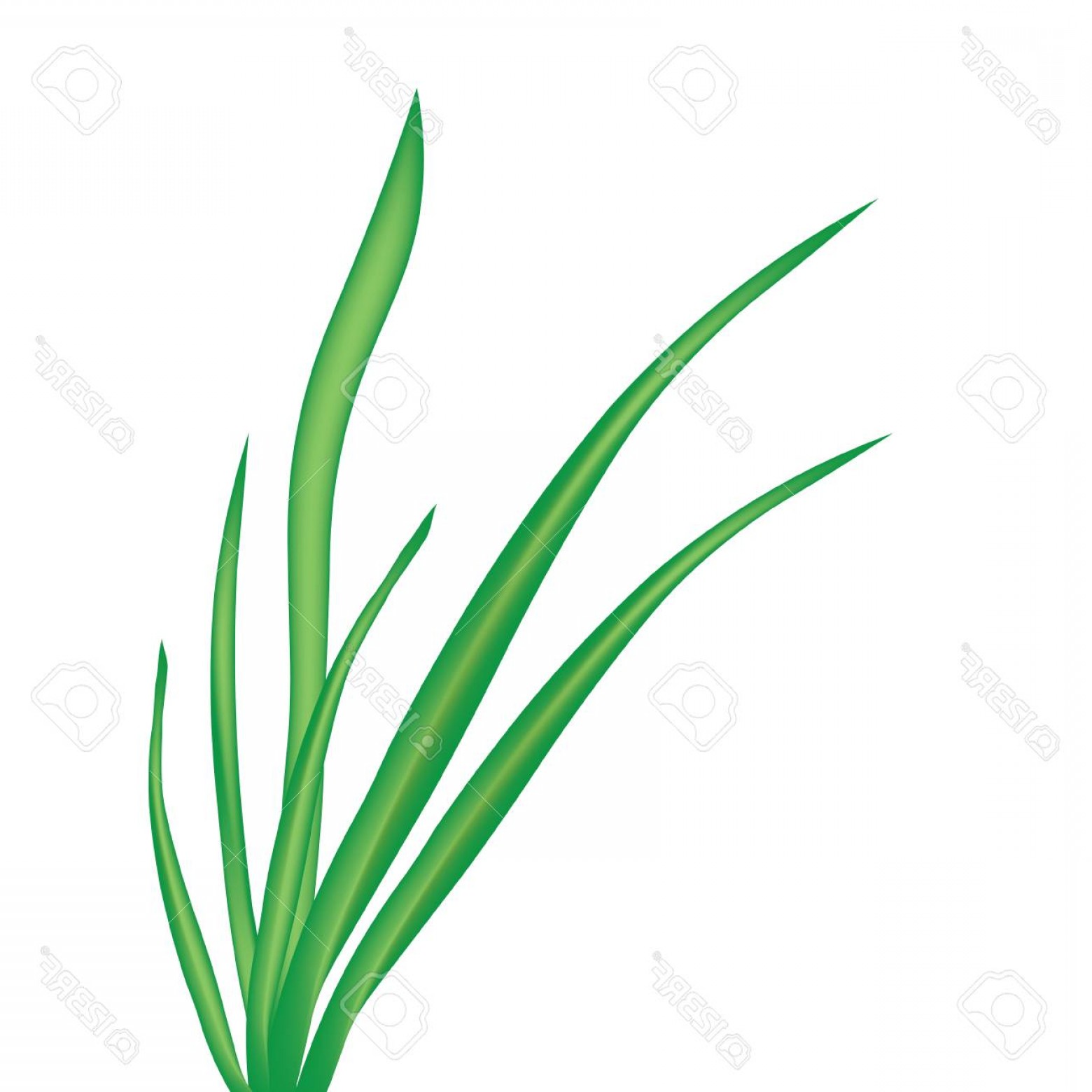 Grass Blades Vector at Vectorified.com | Collection of Grass Blades ... Grass Blades Vector at Vectorified.com | Collection of Grass Blades ...