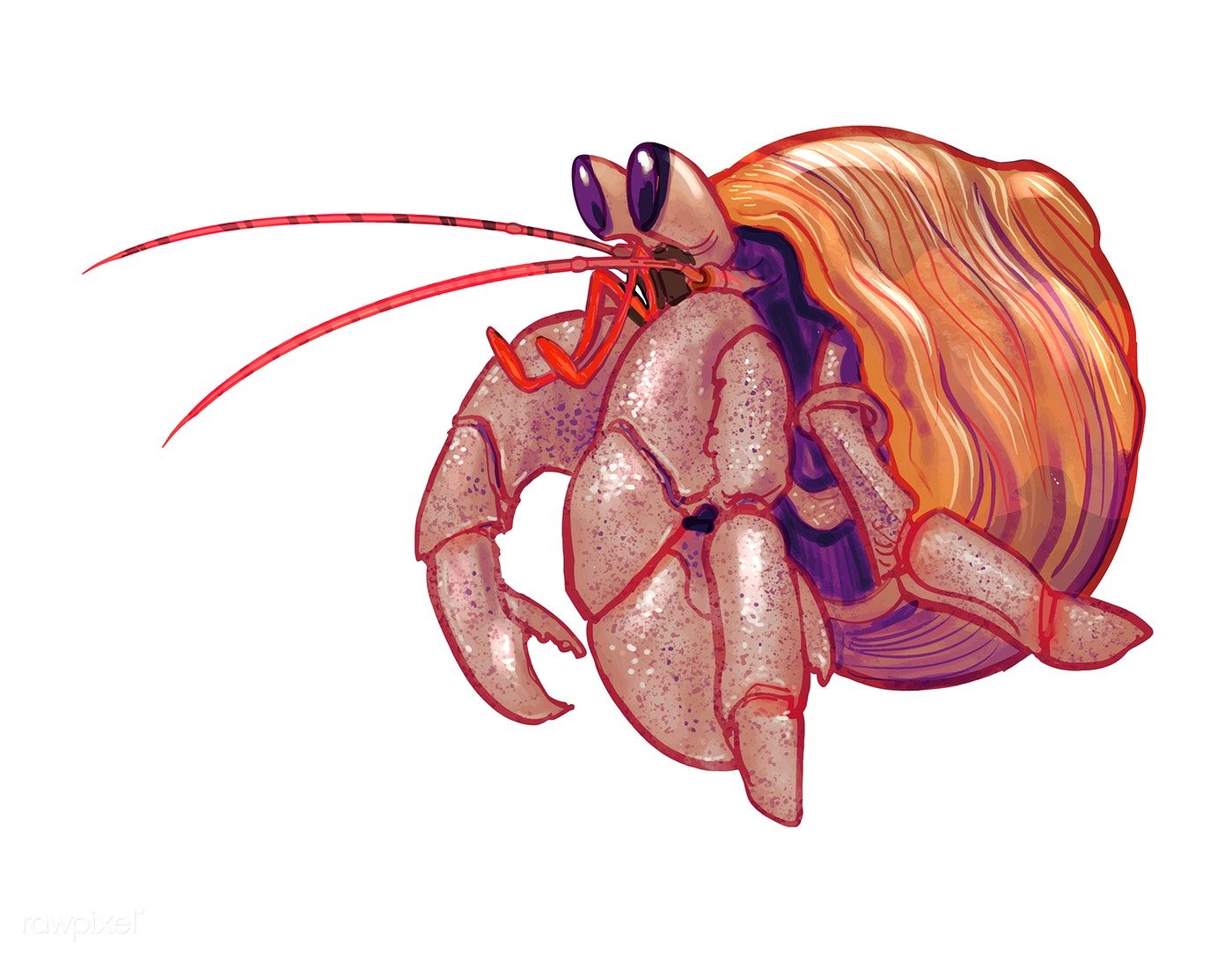 Hermit Crab Vector At Collection Of Hermit Crab Vector Free For Personal Use