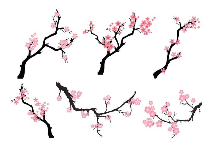 Japanese Cherry Blossom Vector at Vectorified.com | Collection of ... Japanese Cherry Blossom Vector at Vectorified.com | Collection of ...