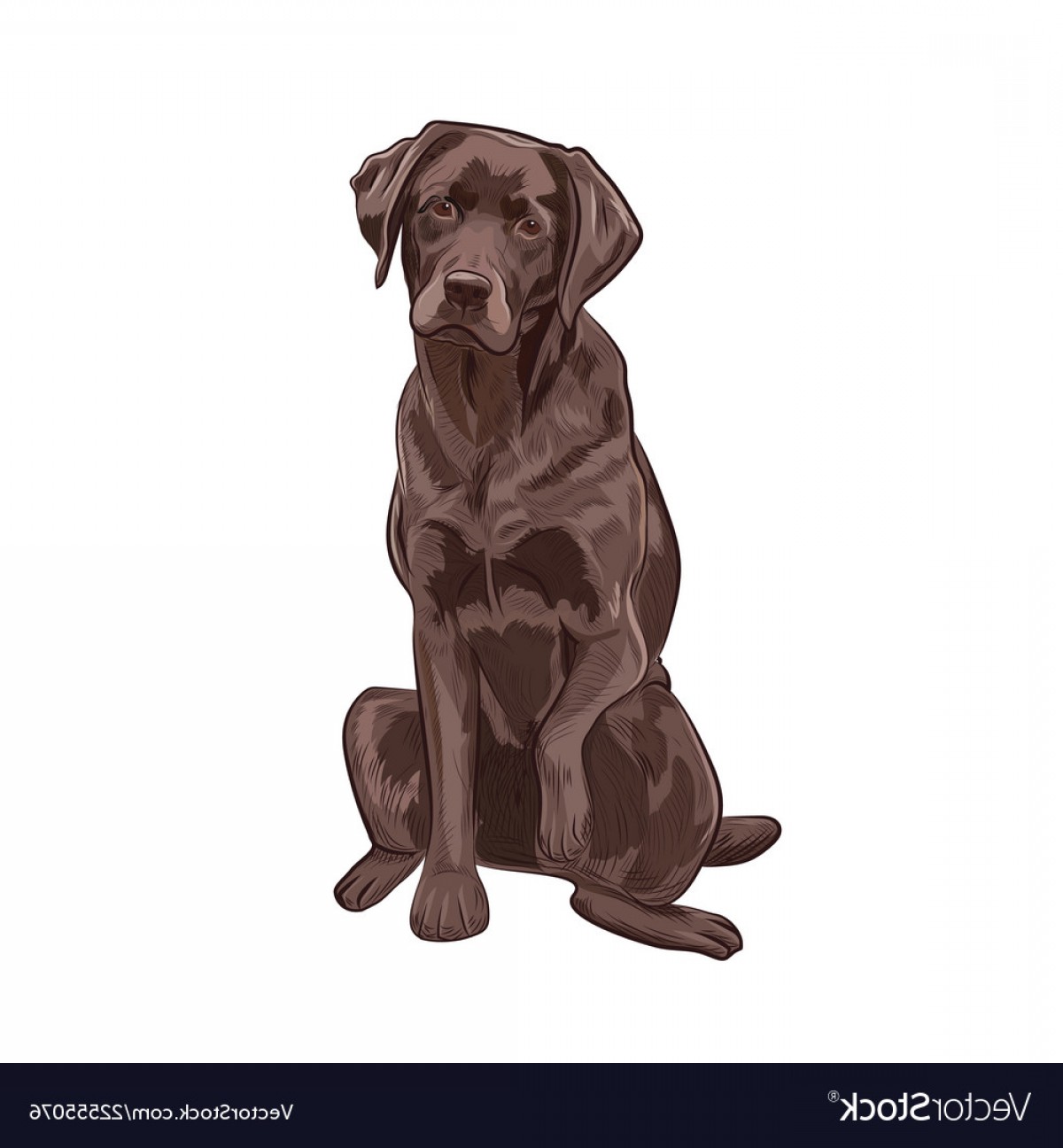 Labrador Vector at Vectorified.com | Collection of Labrador Vector free ... Labrador Vector at Vectorified.com | Collection of Labrador Vector free ...