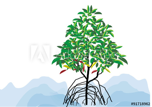Mangrove Vector at Vectorified.com | Collection of Mangrove Vector free ... Mangrove Vector at Vectorified.com | Collection of Mangrove Vector free ...