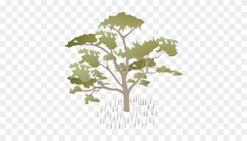 Mangrove Vector at Vectorified.com | Collection of Mangrove Vector free ... Mangrove Vector at Vectorified.com | Collection of Mangrove Vector free ...