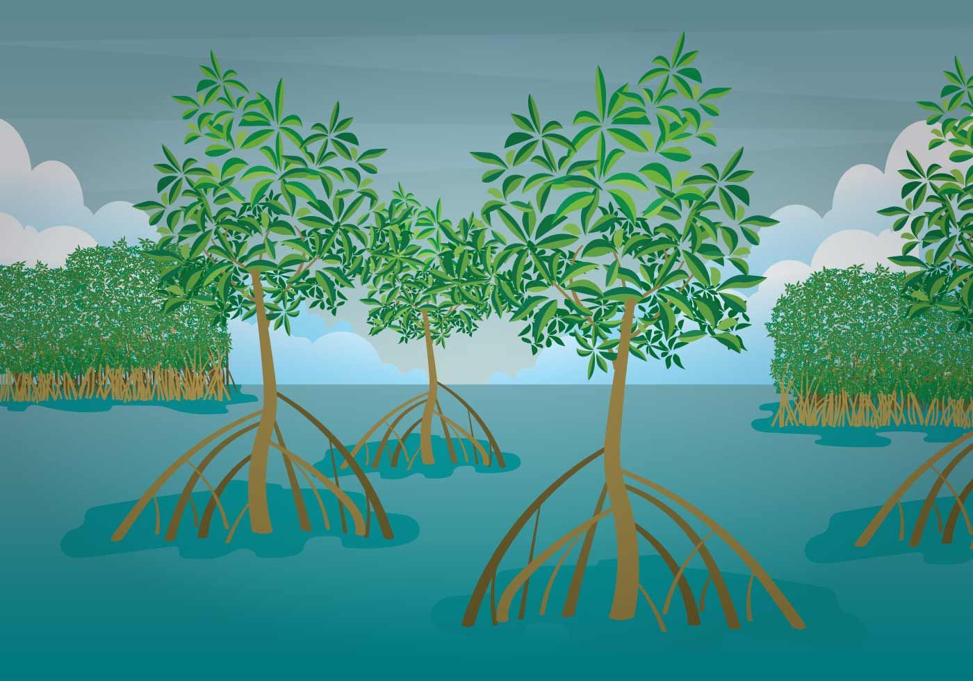 Mangrove Vector at Vectorified.com | Collection of Mangrove Vector free ... Mangrove Vector at Vectorified.com | Collection of Mangrove Vector free ...