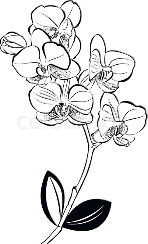 Orchid Flower Vector At Collection Of Orchid Flower