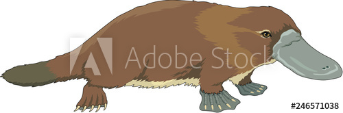 Platypus Vector at Vectorified.com | Collection of Platypus Vector free ... Platypus Vector at Vectorified.com | Collection of Platypus Vector free ...