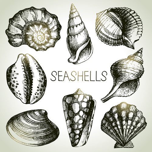 Seashell Vector Free at Vectorified.com | Collection of Seashell Vector ... Seashell Vector Free at Vectorified.com | Collection of Seashell Vector ...
