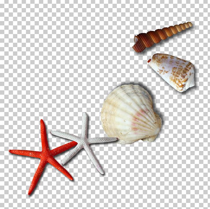 Seashell Vector Free at Vectorified.com | Collection of Seashell Vector ... Seashell Vector Free at Vectorified.com | Collection of Seashell Vector ...