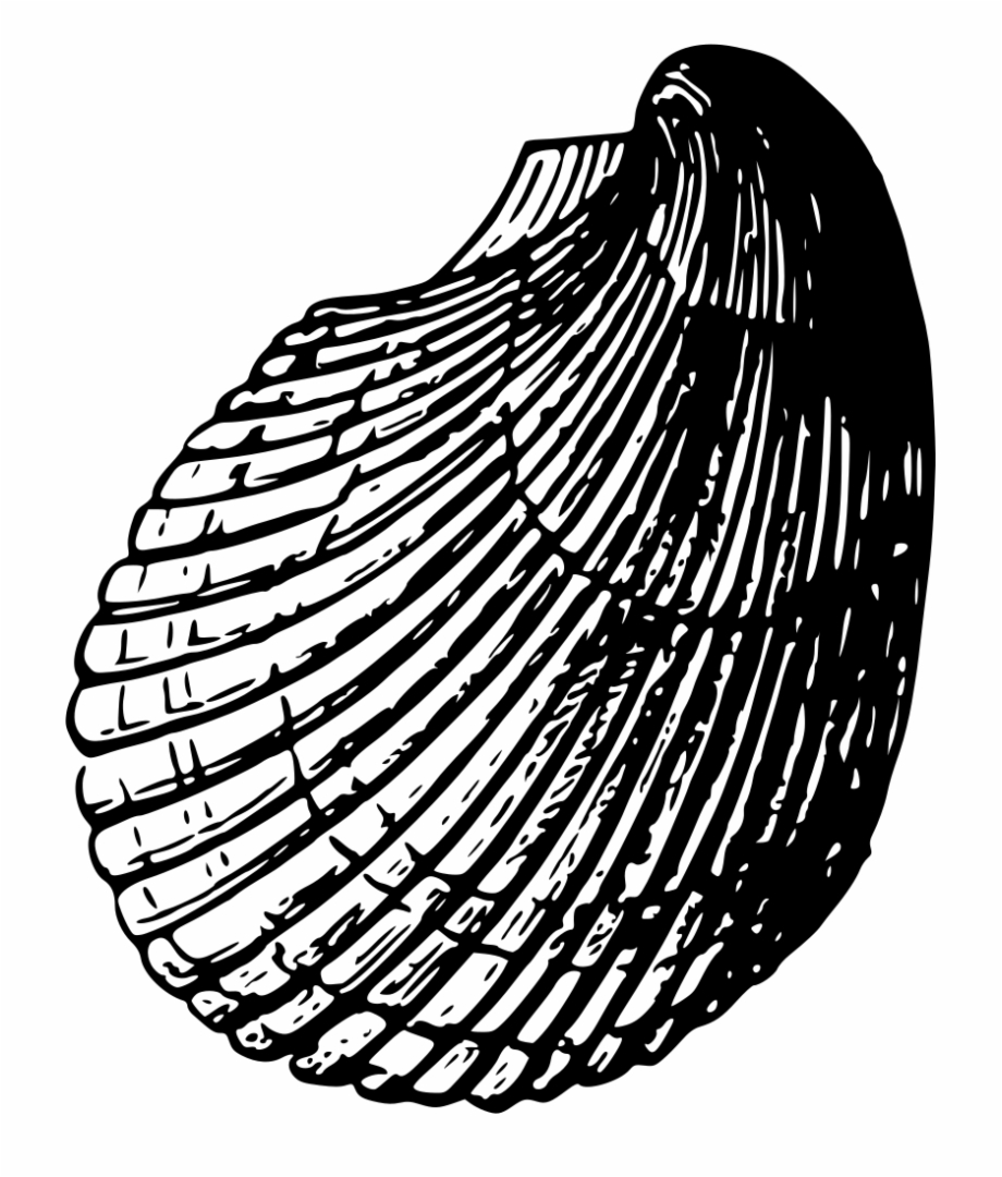 Seashell Vector Free at Vectorified.com | Collection of Seashell Vector ... Seashell Vector Free at Vectorified.com | Collection of Seashell Vector ...