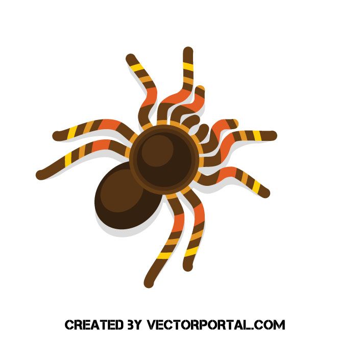 Tarantula Vector At Collection Of Tarantula Vector