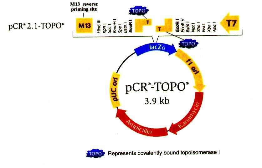 Topo Vector At Collection Of Topo Vector Free For Personal Use 