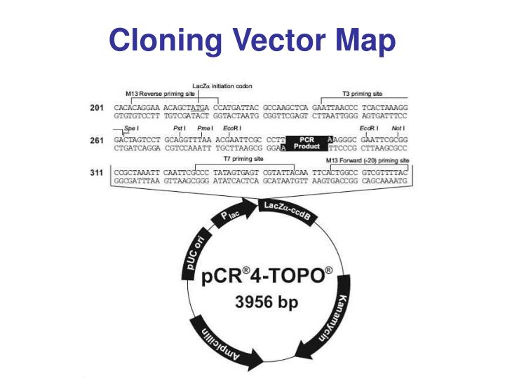 Topo Vector Map at Vectorified.com | Collection of Topo Vector Map free ... Topo Vector Map at Vectorified.com | Collection of Topo Vector Map free ...