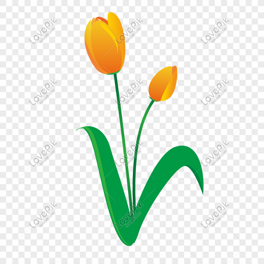 Tulipan Vector at Vectorified.com | Collection of Tulipan Vector free ... Tulipan Vector at Vectorified.com | Collection of Tulipan Vector free ...