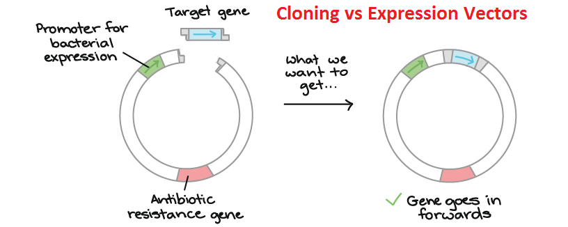Vector Definition Biology at Vectorified.com | Collection of Vector ... Vector Definition Biology at Vectorified.com | Collection of Vector ...