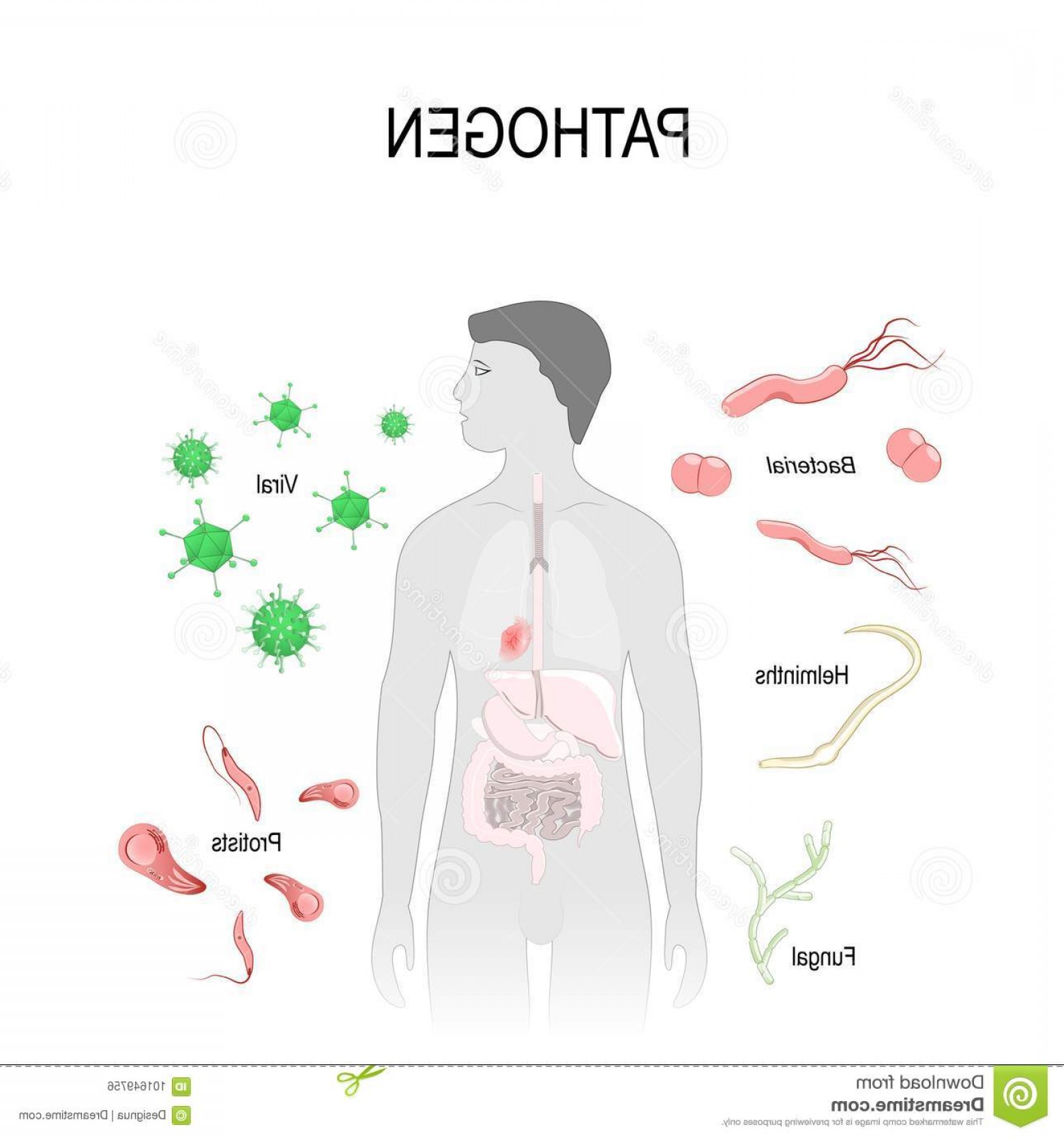 Vector Pathogen at Vectorified.com | Collection of Vector Pathogen free ... Vector Pathogen at Vectorified.com | Collection of Vector Pathogen free ...