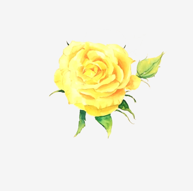 Yellow Rose Vector at Vectorified.com | Collection of Yellow Rose ... Yellow Rose Vector at Vectorified.com | Collection of Yellow Rose ...